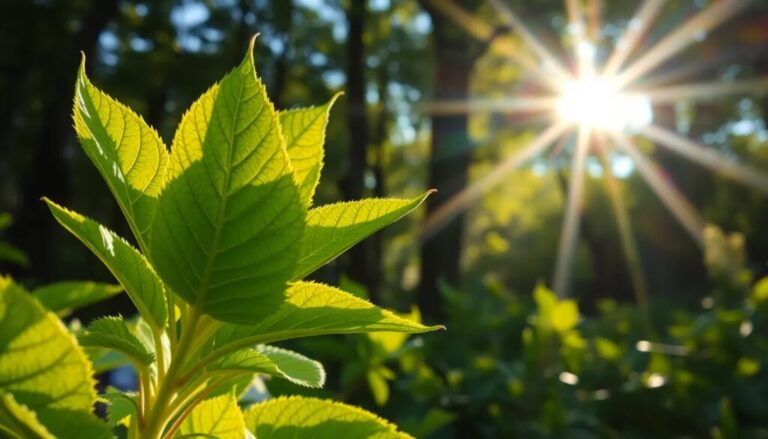 Imagen PLANTA ORTIGA: FOTOGRAFÍAS y Recursos ÚTILES